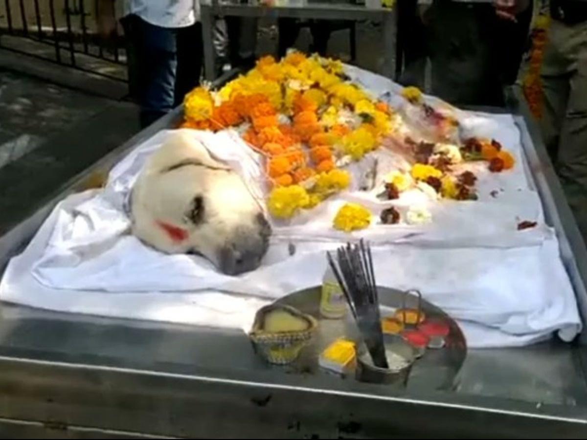 Why Are Dogs Used To Detect Bombs