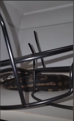 Woman Finds Snake In Kitchen