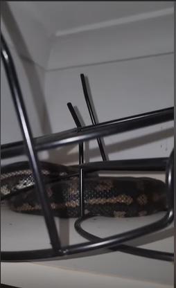 Woman Finds Snake In Kitchen