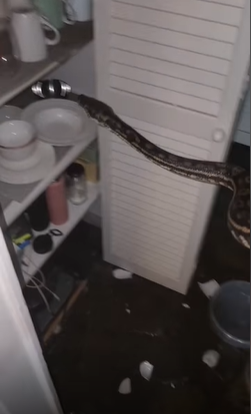 Woman Finds Snake In Kitchen