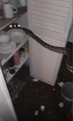 Woman Finds Snake In Kitchen