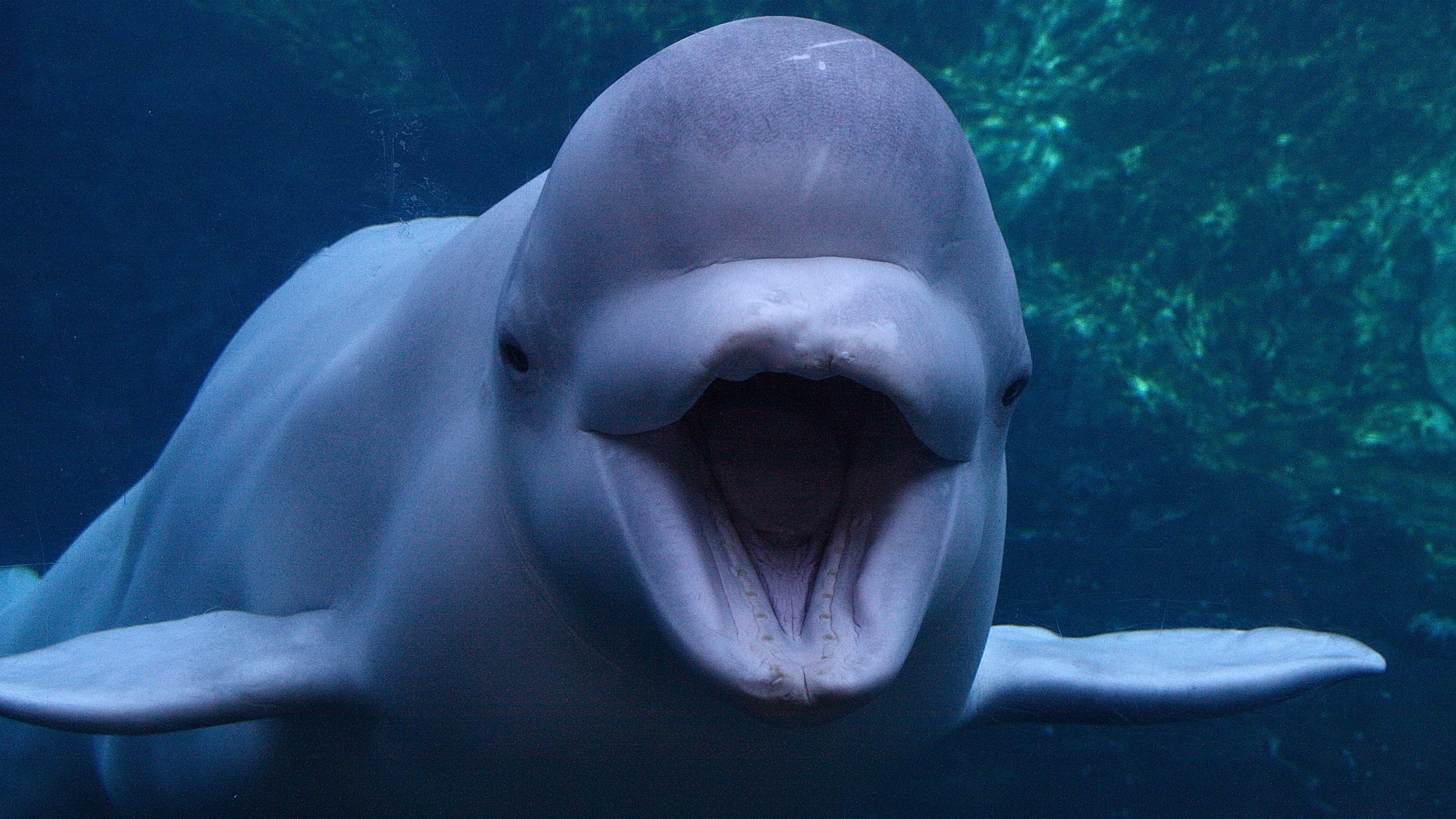 Person Squishing Head Of A Beluga Whale