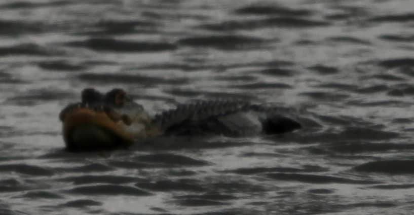Alligator Missing Top Half of Its Jaw Spotted In Florida