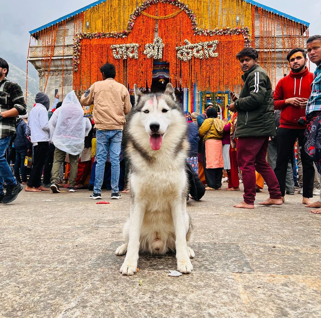 People Extend Support To Husky 'Nawab' And His Owner After Furore Over ...