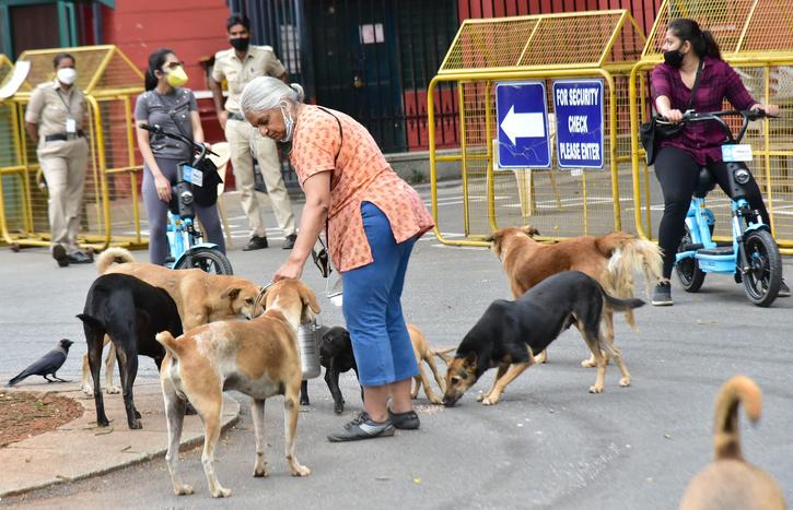 Citizens Allowed To Feed Street Dogs, Cats As SC Lifts Stay On Delhi HC ...