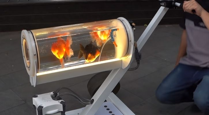 YouTuber Makes A Mobile Fish Tank On Wheels To Stroll Its Fishes Around ...