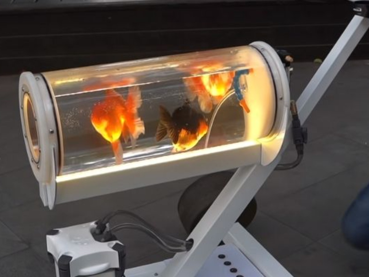 YouTuber Makes A Mobile Fish Tank On Wheels To Stroll Its Fishes Around ...