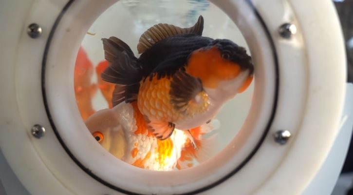 YouTuber Makes A Mobile Fish Tank On Wheels To Stroll Its Fishes Around ...