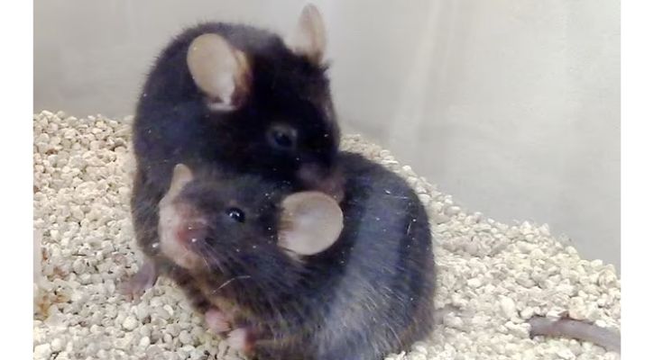 Scientists Find Brain Circuits In Mice That Transmit ‘Pleasant Touch ...