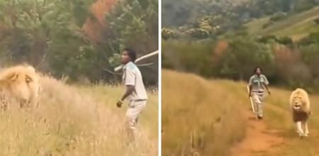 Lion Runs Off Into Forest After Man Brandishes Stick