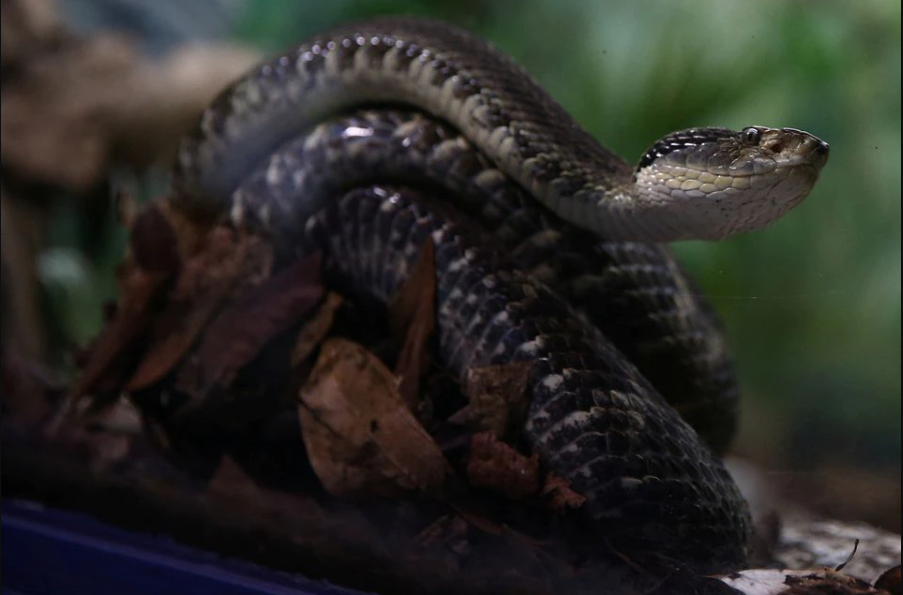 Scientists Develop Pit Viper Antivenom Using Compounds From Fruits And ...
