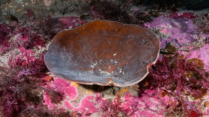 Explained: How Climate Change Is Responsible For Sea Sponge Bleaching