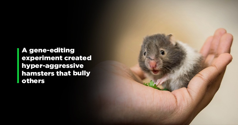 Experiment Gone Wrong: Gene-Editing Turns Docile Hamsters Into ...