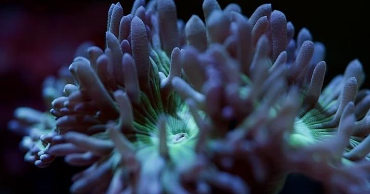 Anti-Cancer Compound Found In Soft Corals Can Help Develop Effective ...