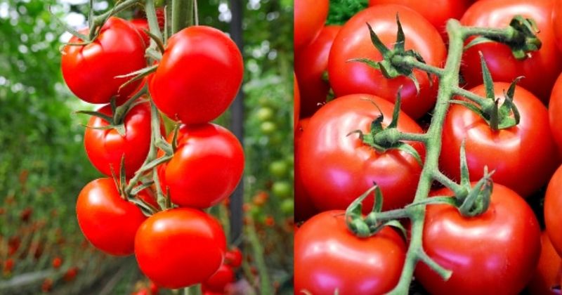 Scientists Genetically Edited Regular Tomatoes To Improve Vitamin D Levels