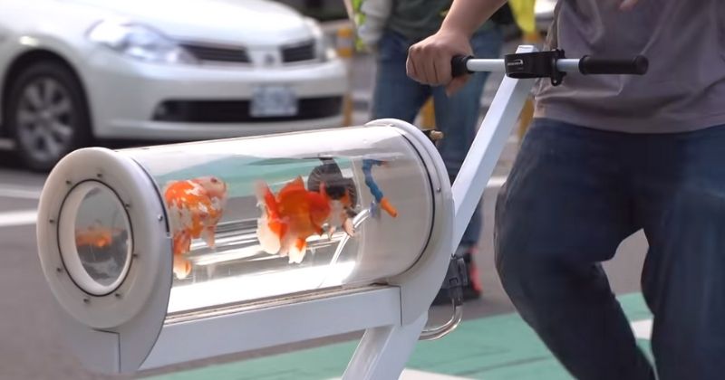 YouTuber Makes A Mobile Fish Tank On Wheels To Stroll Its Fishes Around ...