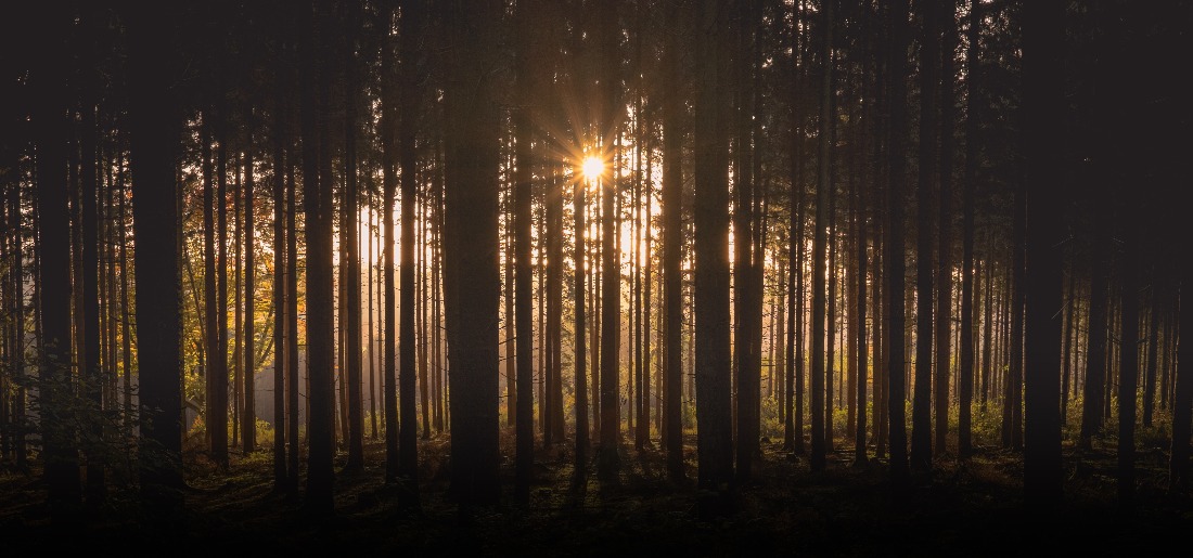 Rainforest Trees Drying And Dying Twice As Fast As The 1980s Due To ...