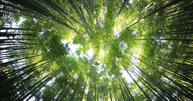 Explained: Findings Of The State Of The World's Forests Report 2022