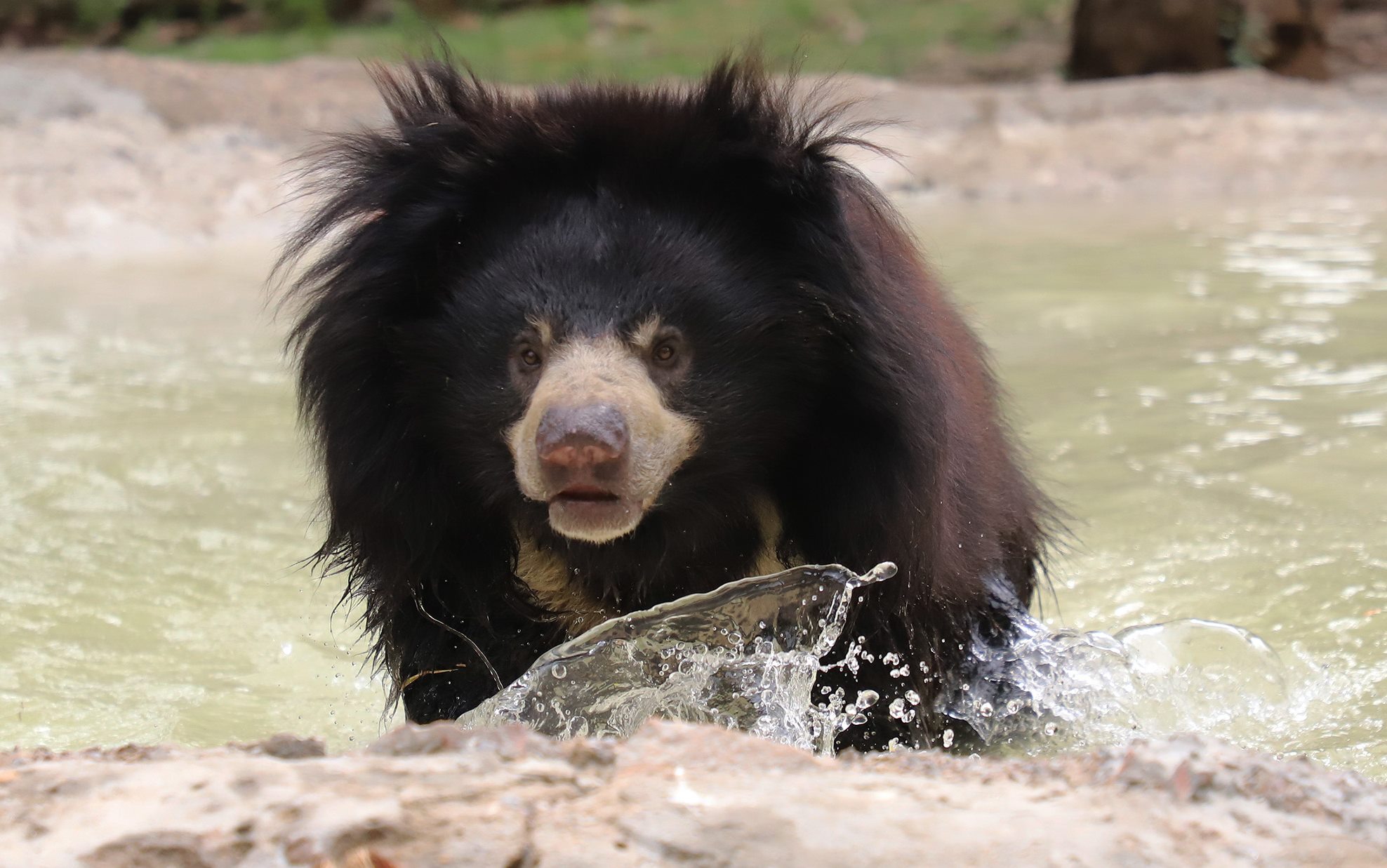 Water Pools And Ice Popsicles Are Keeping These Rescued Animals Cool In ...