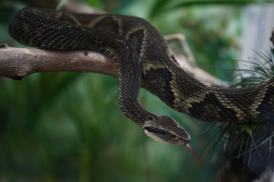 Scientists Develop Pit Viper Antivenom Using Compounds From Fruits And ...
