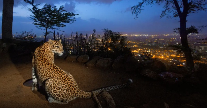 Expansion Of Human Settlements Made Cities Unsafe For Birds & Animals ...