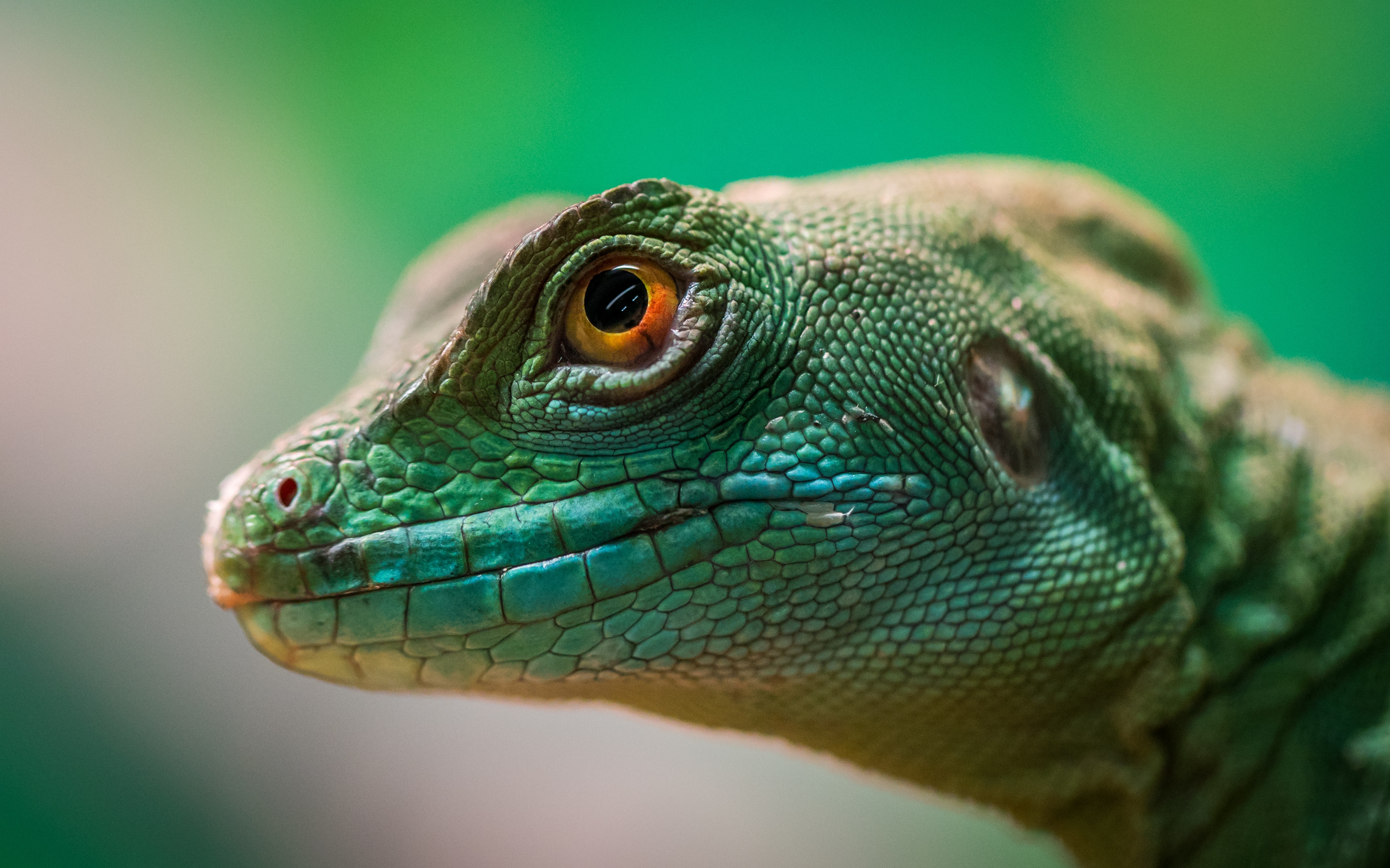 Explained: What Are The Findings Of World's First Comprehensive Reptile ...