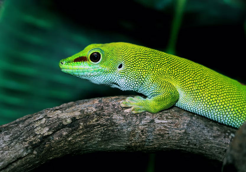 Explained: What Are The Findings Of World's First Comprehensive Reptile ...