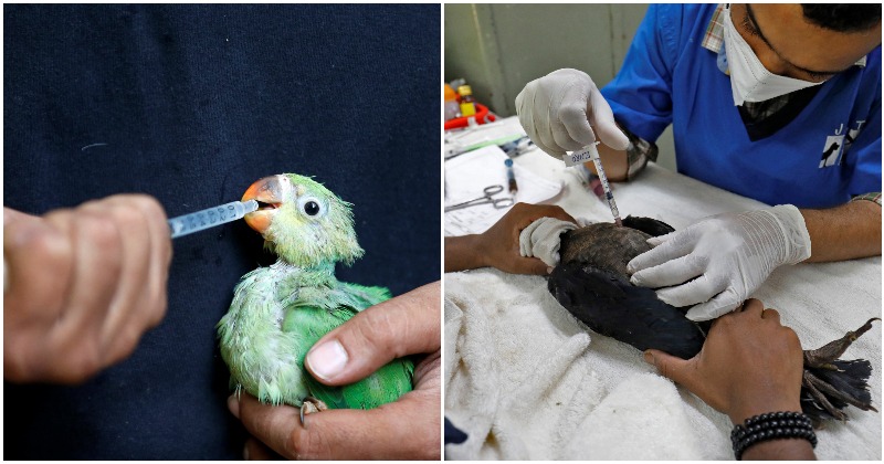 India Is Getting So Hot That Birds Are Suffering Heatstroke And Falling ...