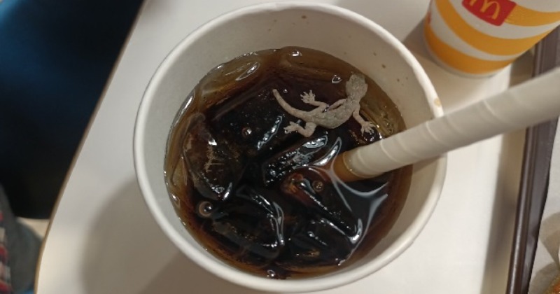 Dead Lizard Found In McDonald's Soft Drink In Ahmedabad