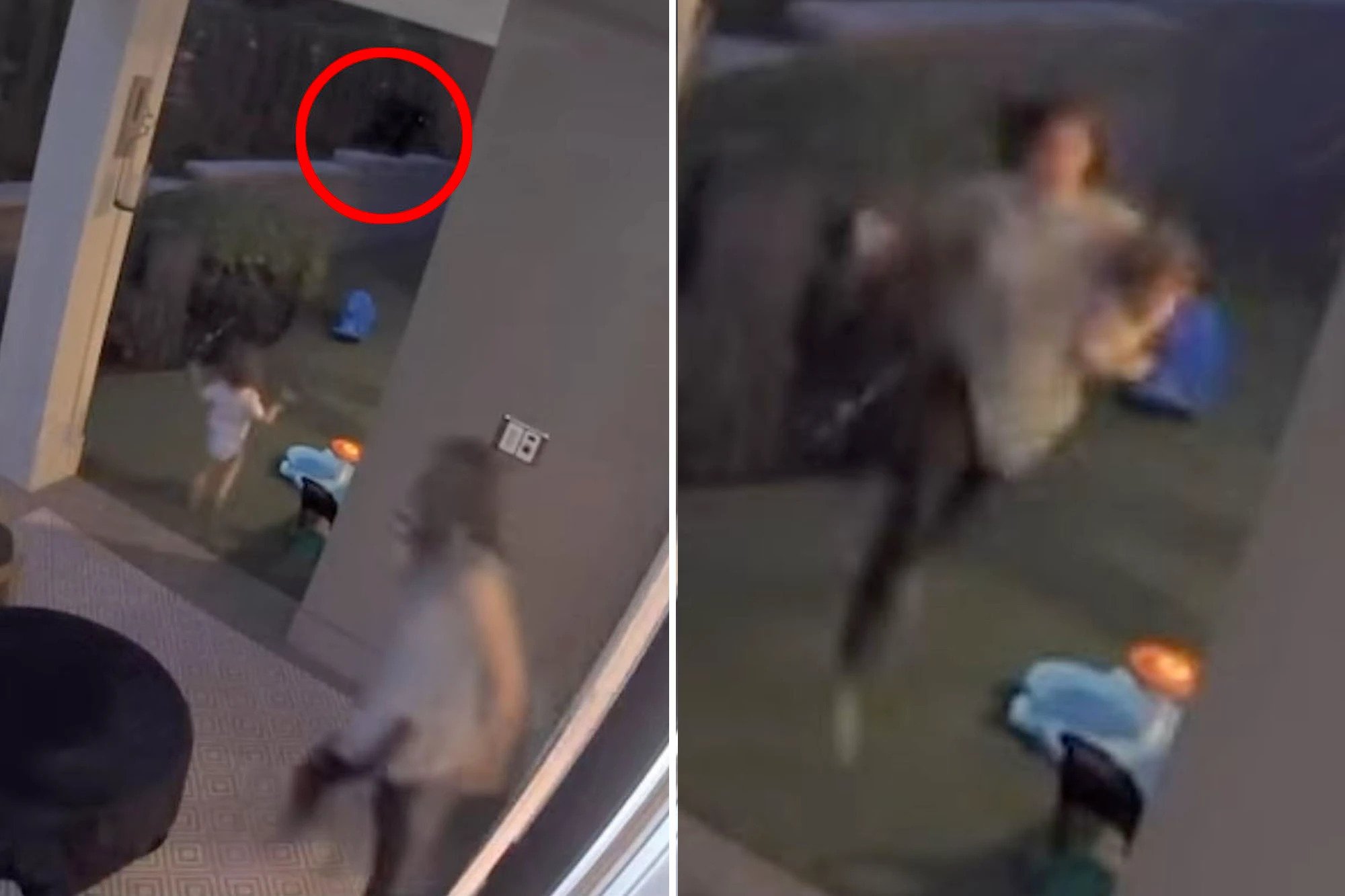 Mom Saves Toddler From Black Bear