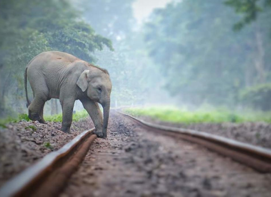 Three Elephants Killed On Railway Track By Speeding Train In Odisha's ...