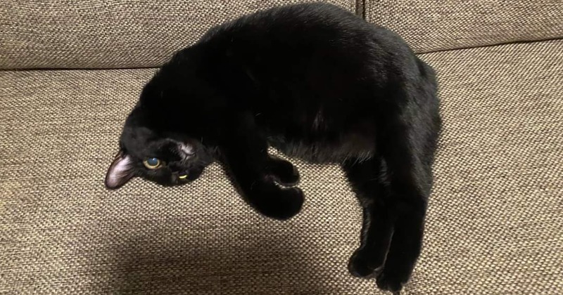 Floating Cat Optical Illusion