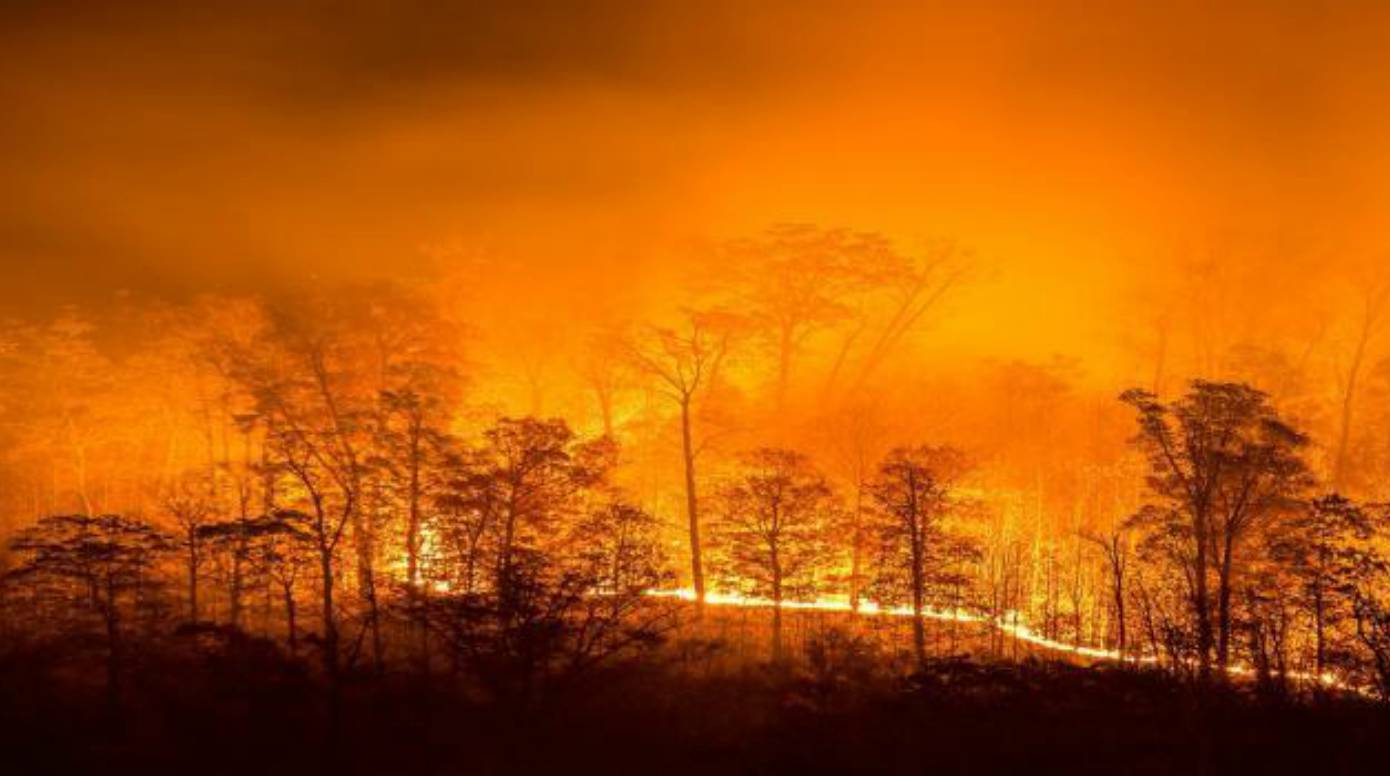 How Global Indigenous Practices Of 'Good Fire' Can Prevent Forests From ...