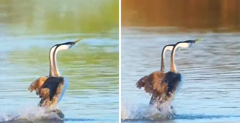 How Grebe Pair Walks On Water