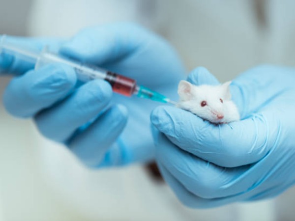 Scientists Reverse Ageing In Old Mice Using Brain Fluid From Younger Mice