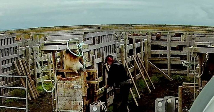 Explained: The Cruelty Of Blood Farms In Iceland