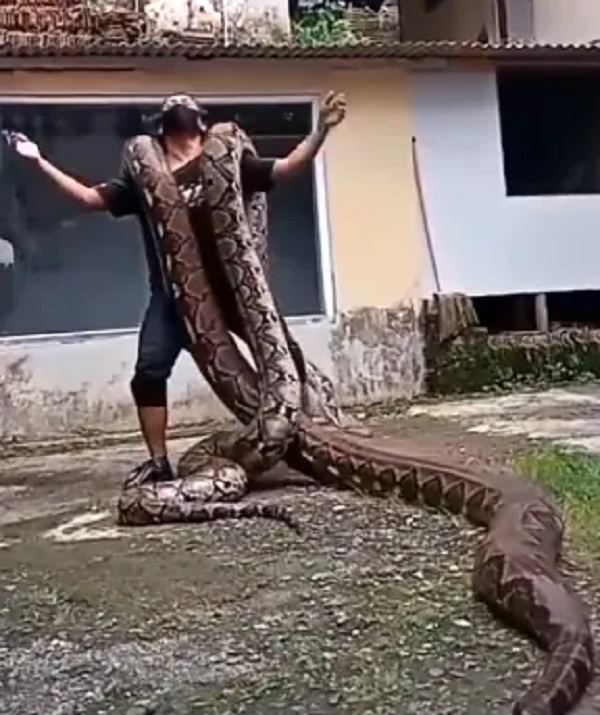 Indonesian Man Dances With Pythons