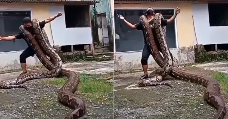 Indonesian Man Dances With Pythons