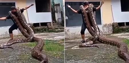 Indonesian Man Dances With Pythons