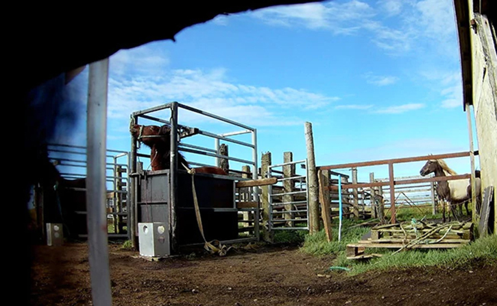 Explained: The Cruelty Of Blood Farms In Iceland