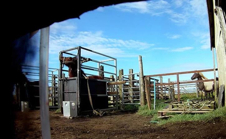 Explained: The Cruelty Of Blood Farms In Iceland