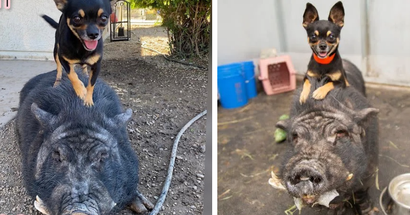 Inseparable Dog And Pig Duo Get Adopted Together