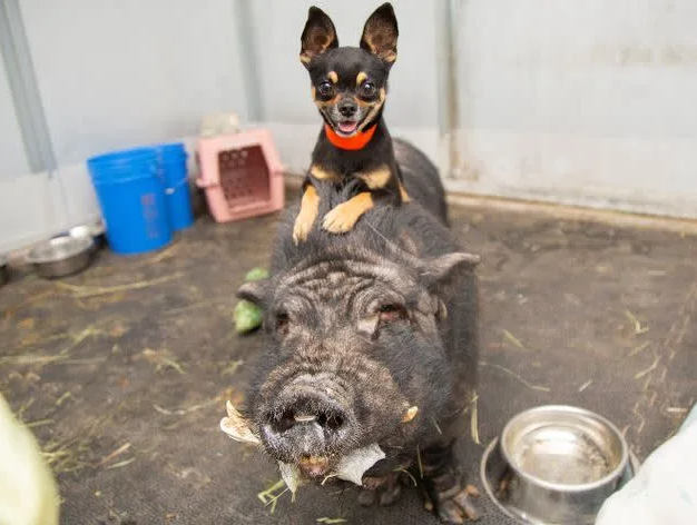 Can Dogs Catch Anything From Pigs