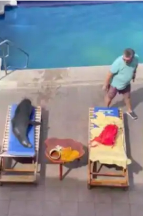 Sea Lion Enjoys Swim In Pool