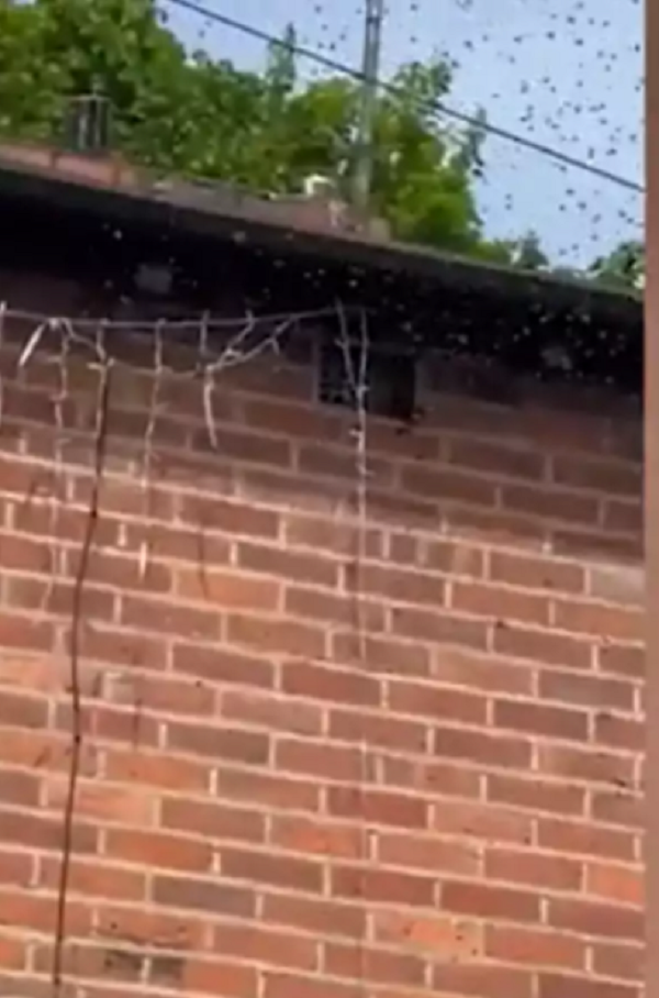 Home Attacked By Swarm Of Wasps