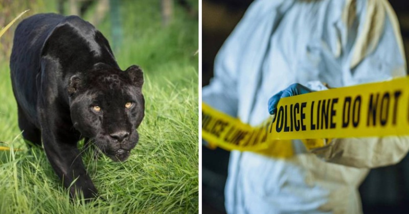 Teenager Killed After Being Mistaken For A Panther In Prank Gone ...