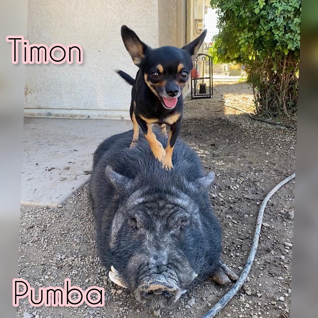 Inseparable Dog And Pig Duo Get Adopted Together