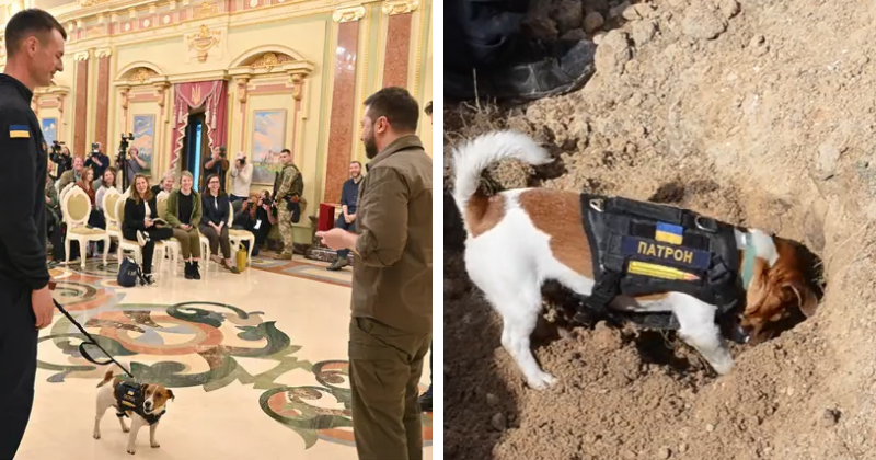 Ukraine's 'Mine-sniffing' Dog Receives Medal Of Honour
