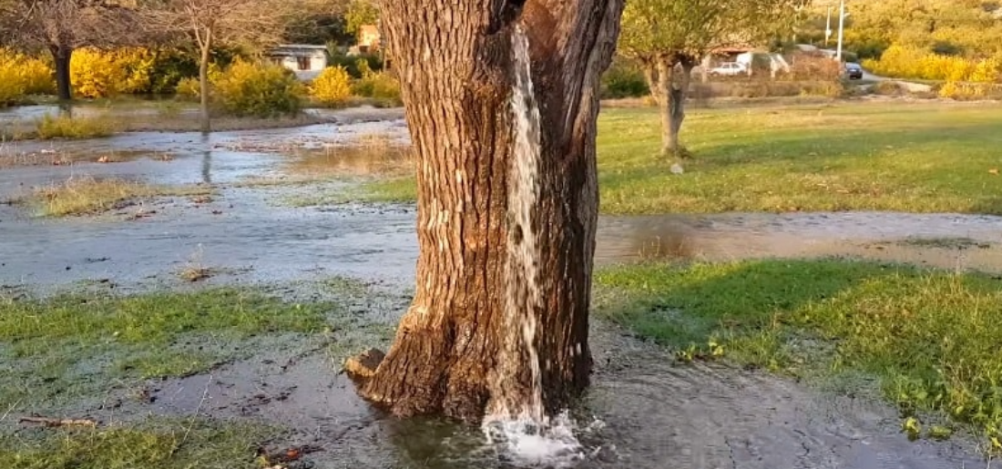 Water Gushes Out Of A 100-year-old Mulberry Tree