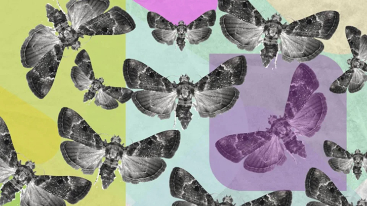 Explained: Possible Implications Of The Discovery Of The 'Very Flashy' Moth